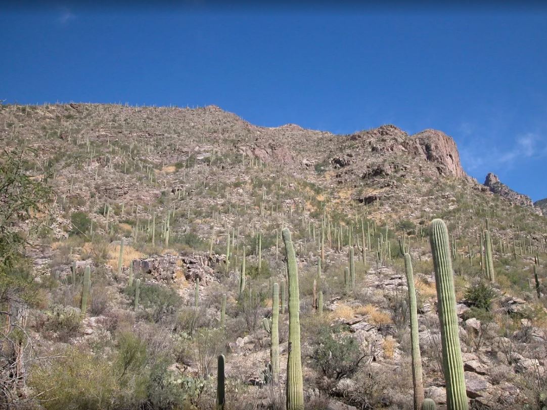 Buffelgrass: Why You Should Care – Desert Diaries