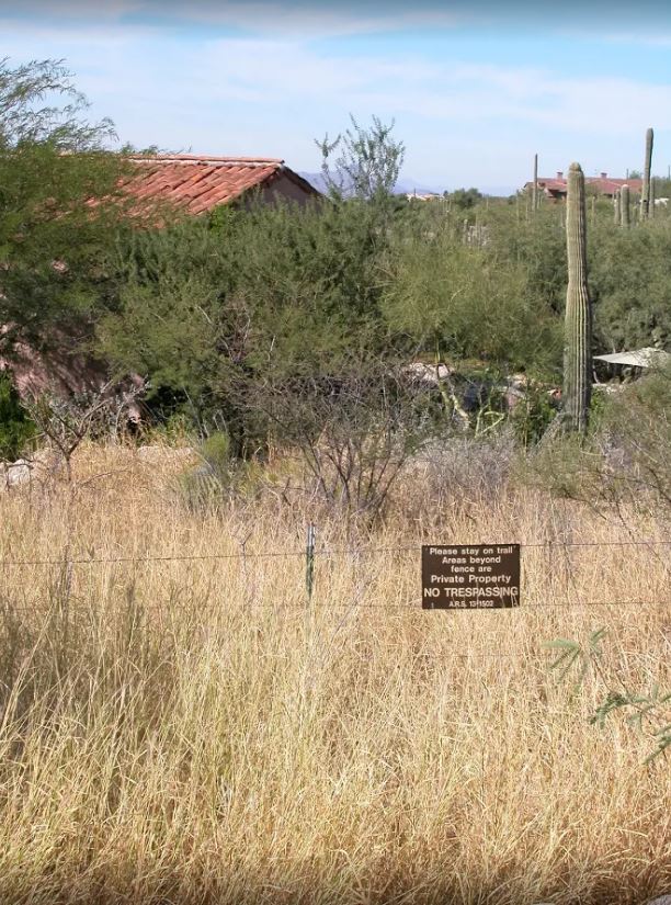 Buffelgrass: Why You Should Care – Desert Diaries