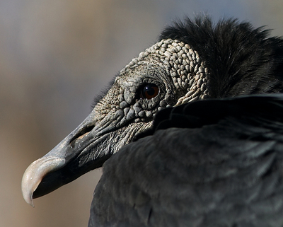 Filthy, Stinking Niche: Vultures in the Ecosystem – Desert Diaries