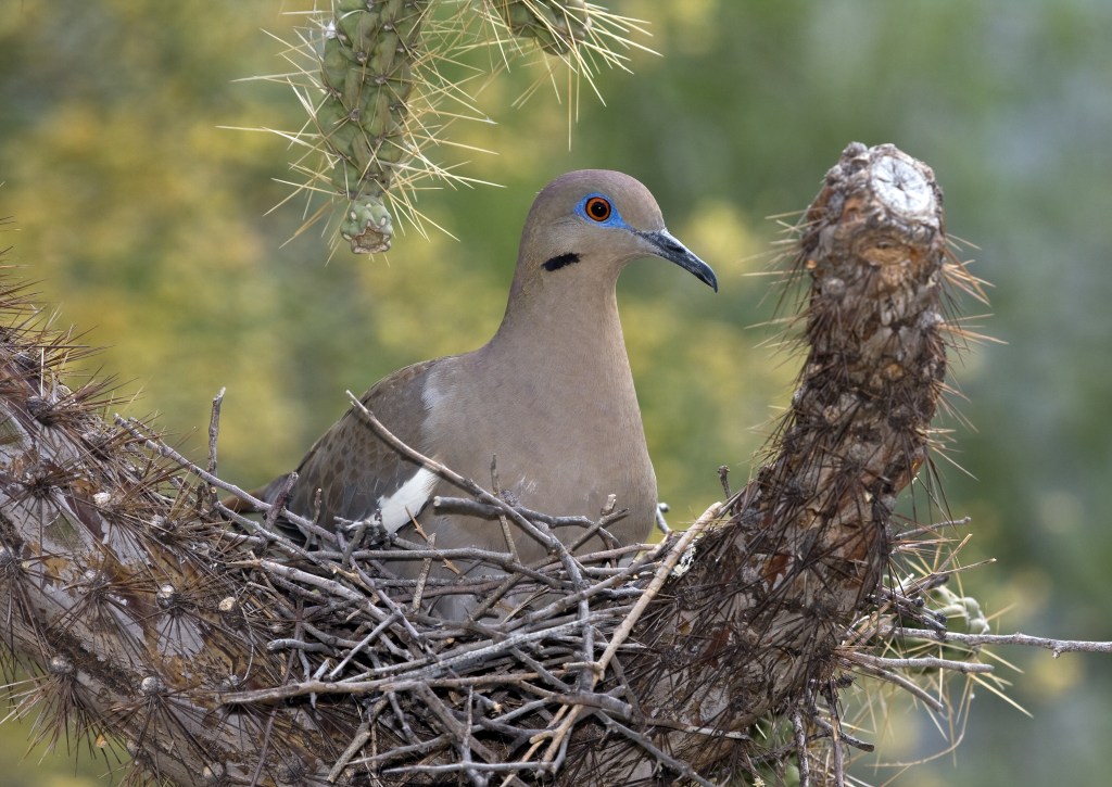 Animal Migration in the Sonoran Desert Region – Desert Diaries