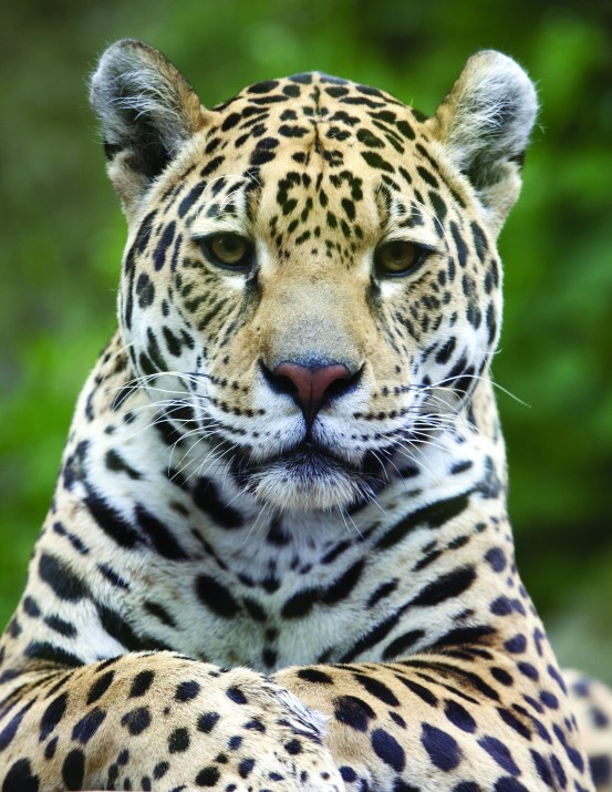 Northern Jaguars: Over A Decade of Field Observations in the Mexico-US ...