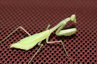 Who Run the (Insect) World? GIRLS – Desert Diaries