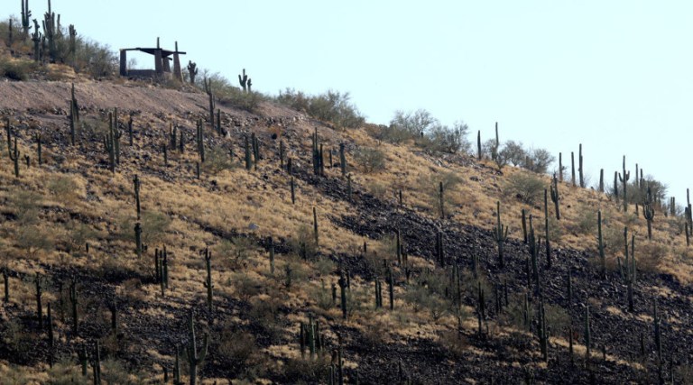 Facts About Fires (Buffelgrass Style) – Desert Diaries