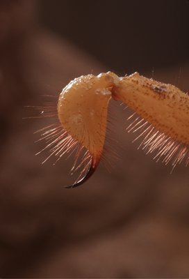 The Beauty of a Scorpion – Desert Diaries