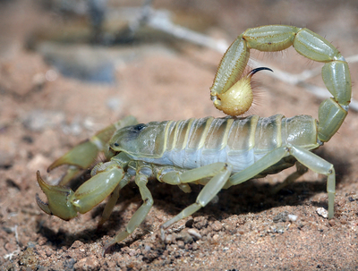 The Beauty of a Scorpion – Desert Diaries