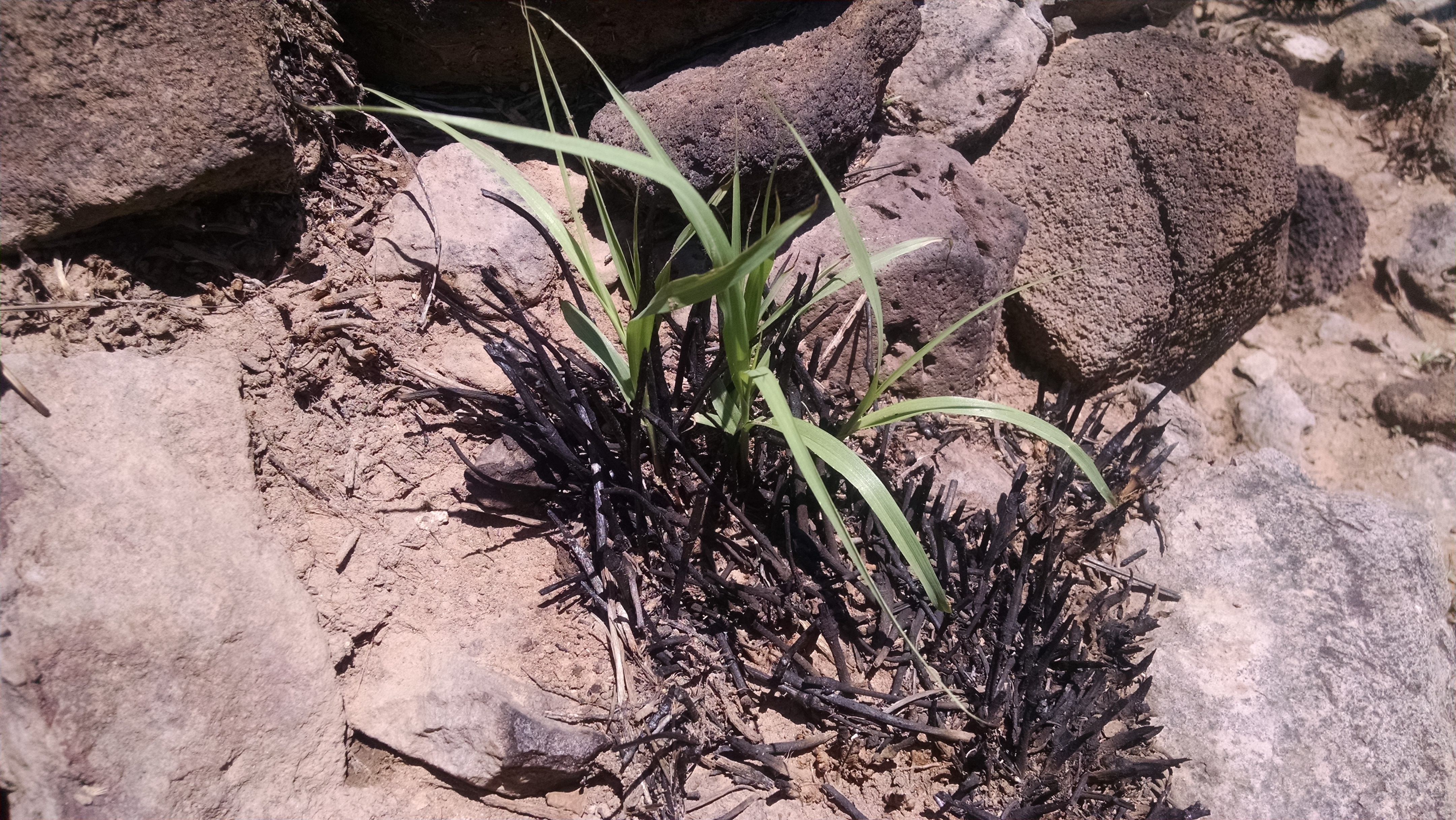 Buffelgrass is Back (How to Help) – Desert Diaries