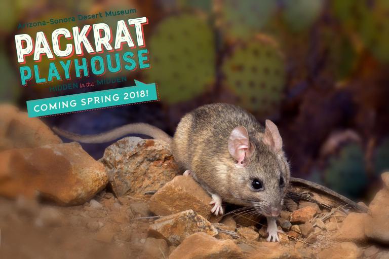 Packrats! What are they good for? Absolutely everything. – Desert Diaries