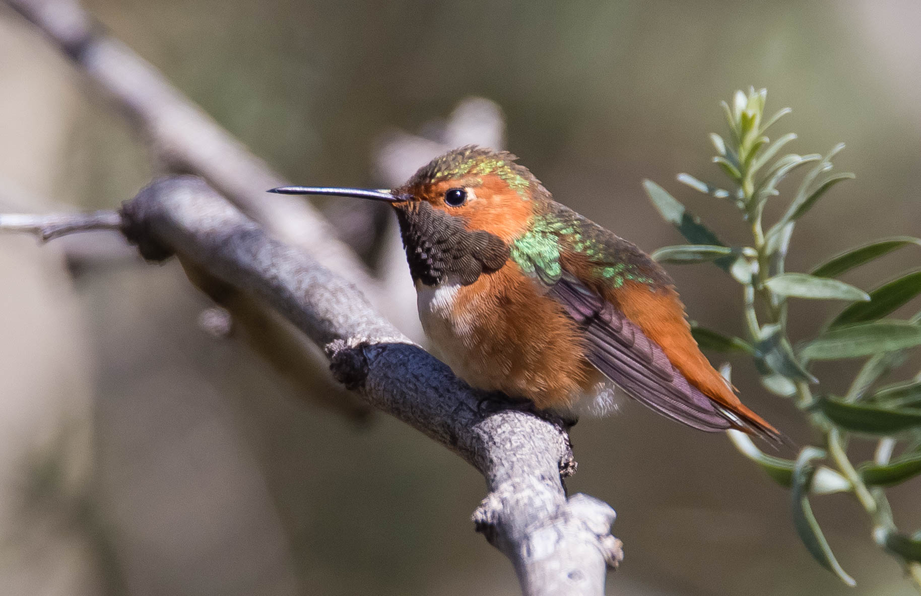 Top 7 Kid Exhibits at the Desert Museum (as told by kids!) – Desert Diaries