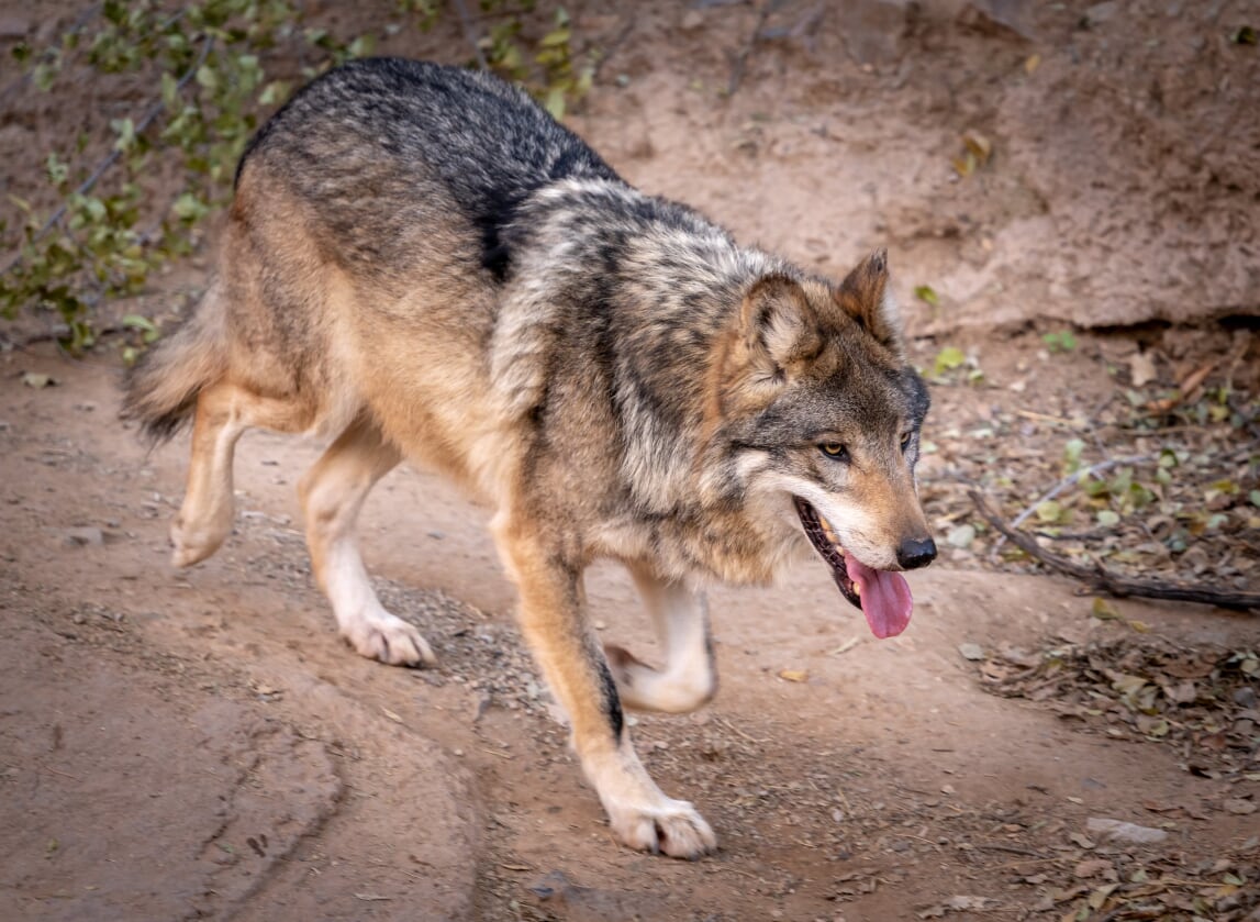 The E Word(s): Endangered to Extinct – Desert Diaries