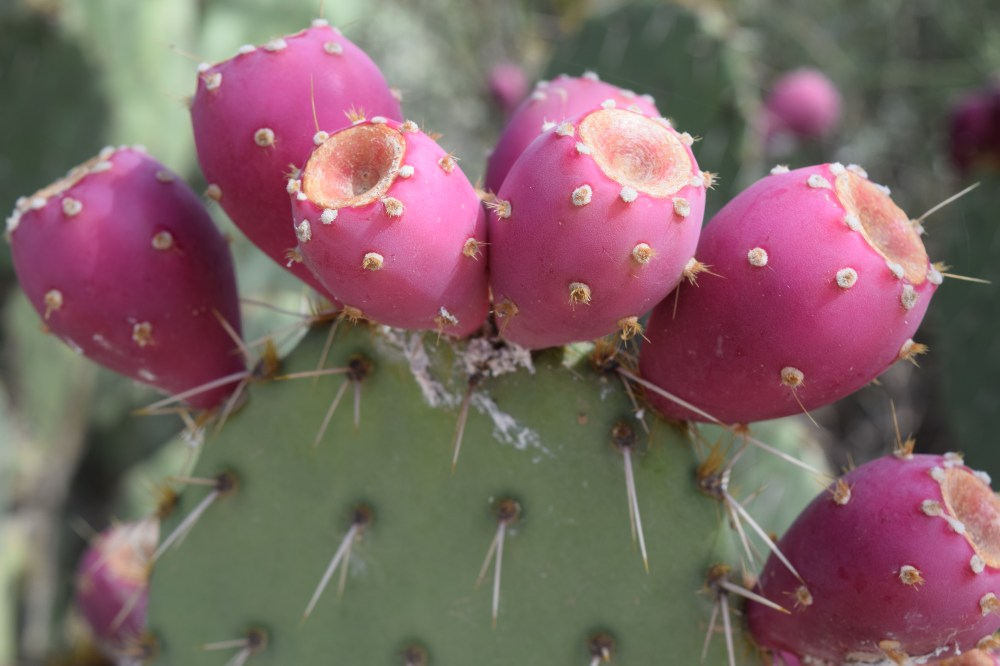 Let’s Get to the Fruit of the Matter: Prickly Pear Harvesting 101 ...