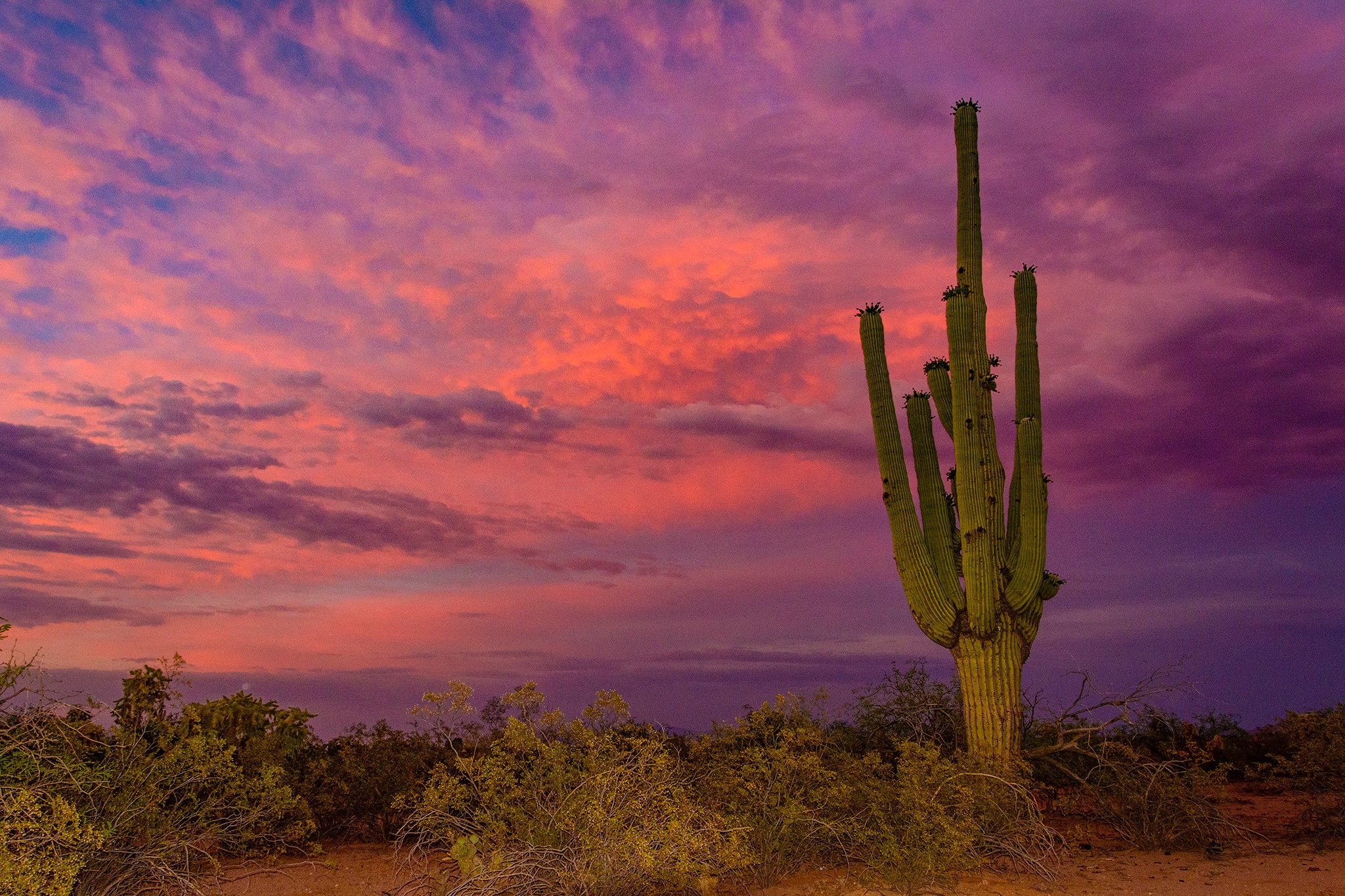 11 Reasons We Love Tucson – Desert Diaries