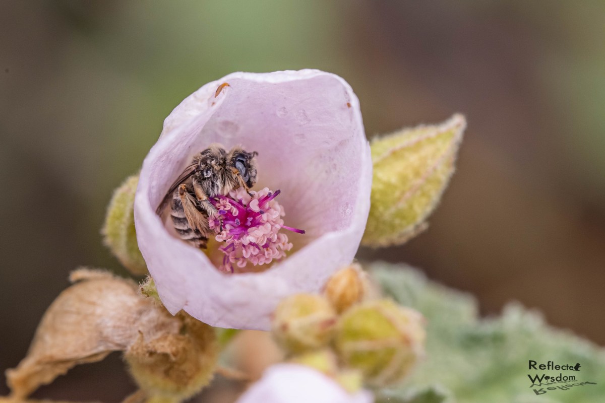 The Pollinator Party – Desert Diaries