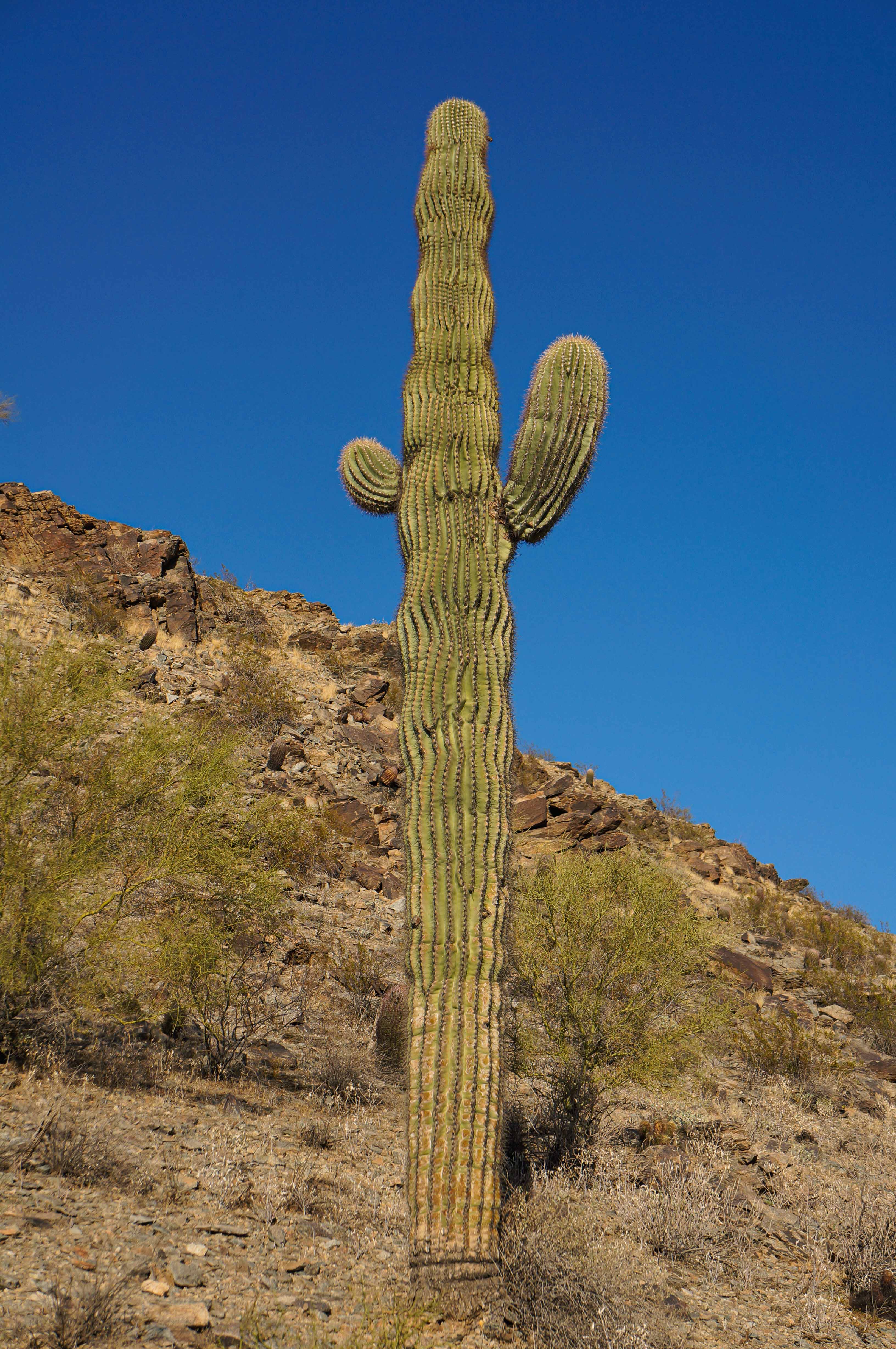 Stunning Saguaros: Ten Fascinating Facts About Saguaro Cacti – Desert ...