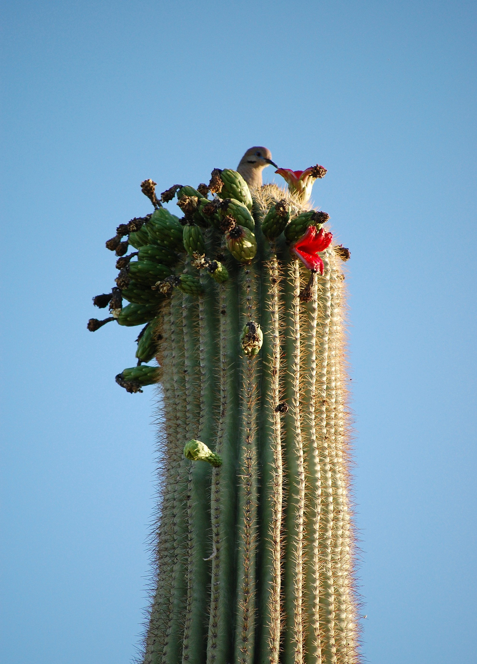 Stunning Saguaros: Ten Fascinating Facts About Saguaro Cacti – Desert ...