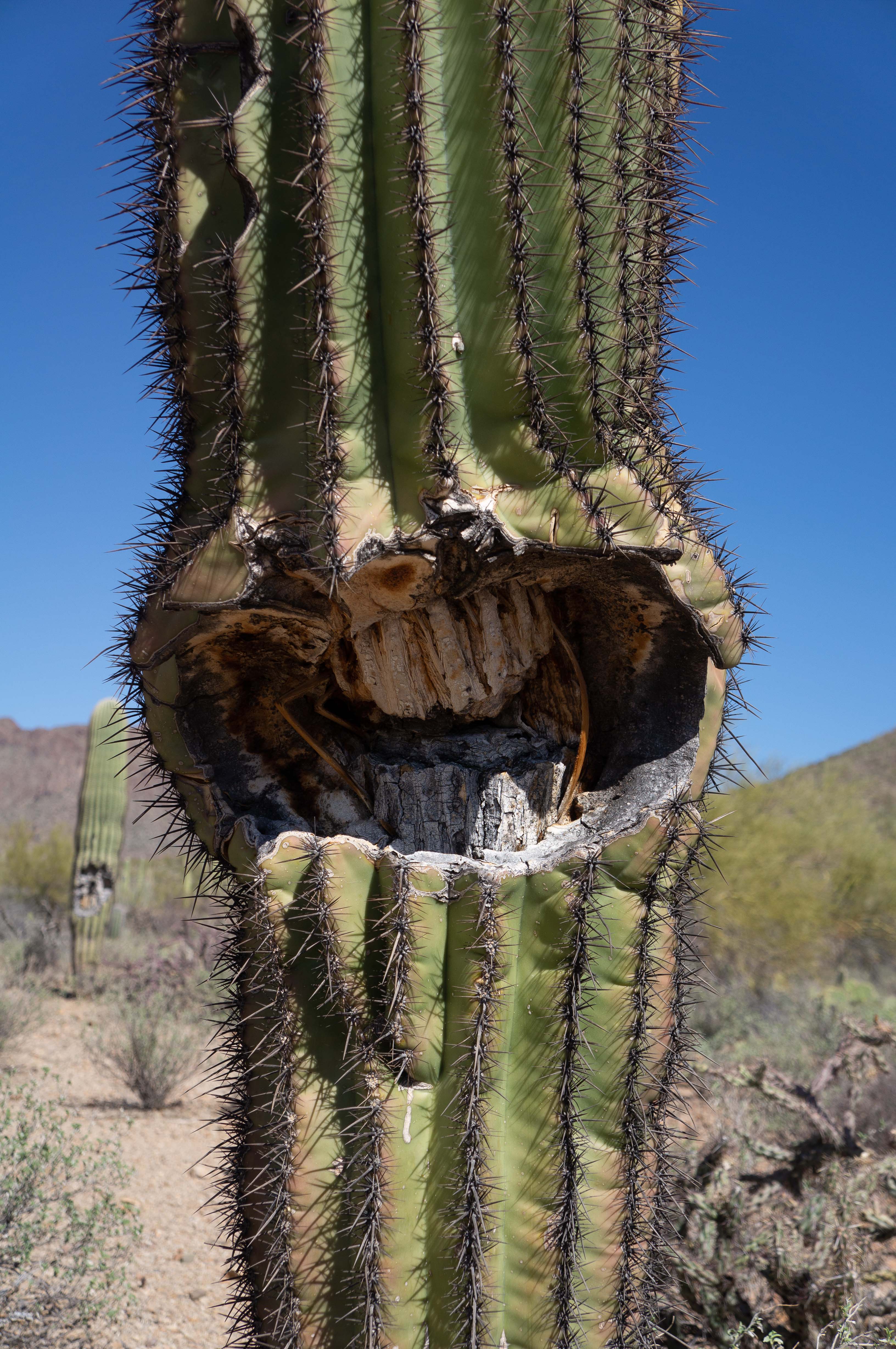 Stunning Saguaros: Ten Fascinating Facts About Saguaro Cacti – Desert ...