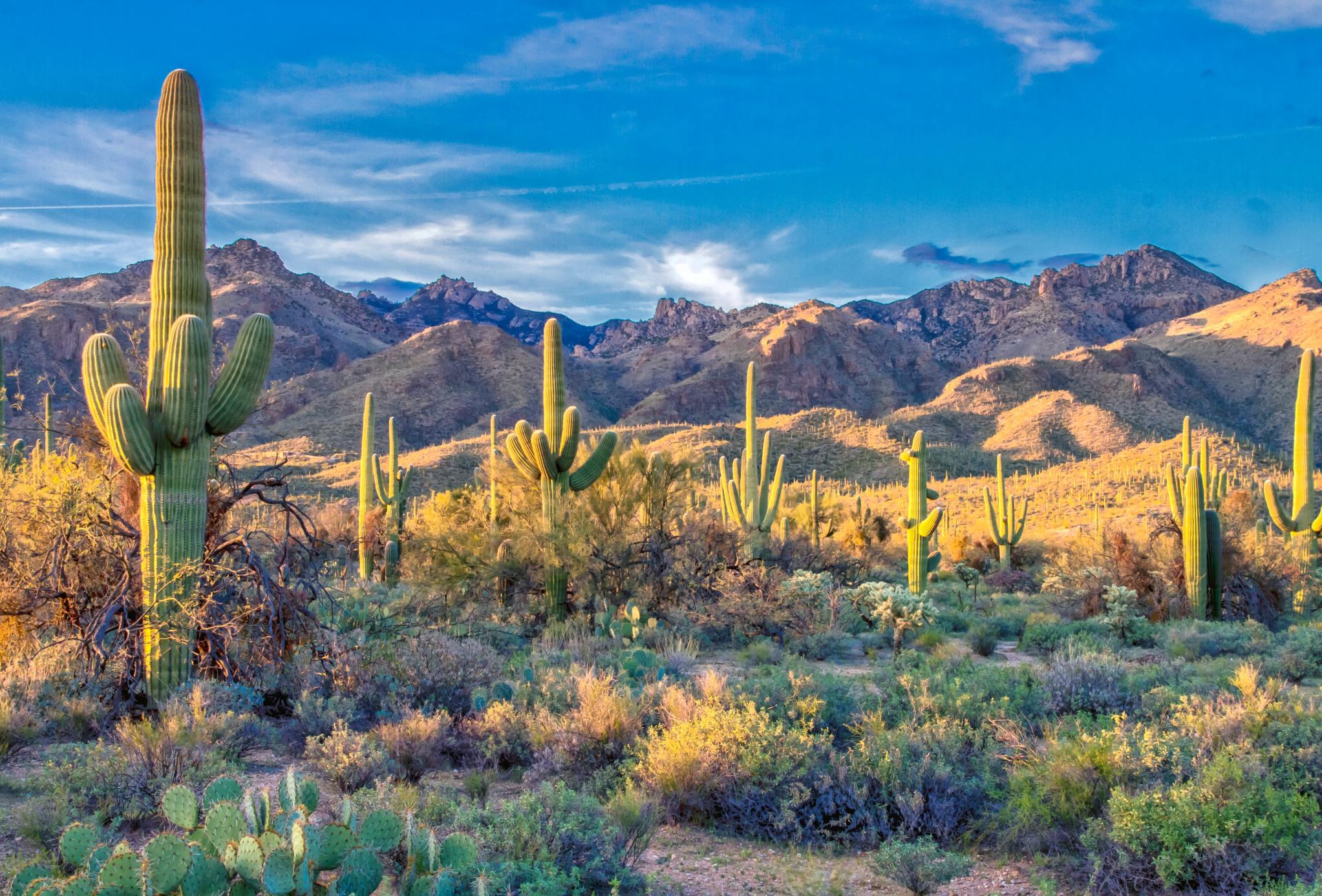 Stunning Saguaros: Ten Fascinating Facts About Saguaro Cacti – Desert Diaries