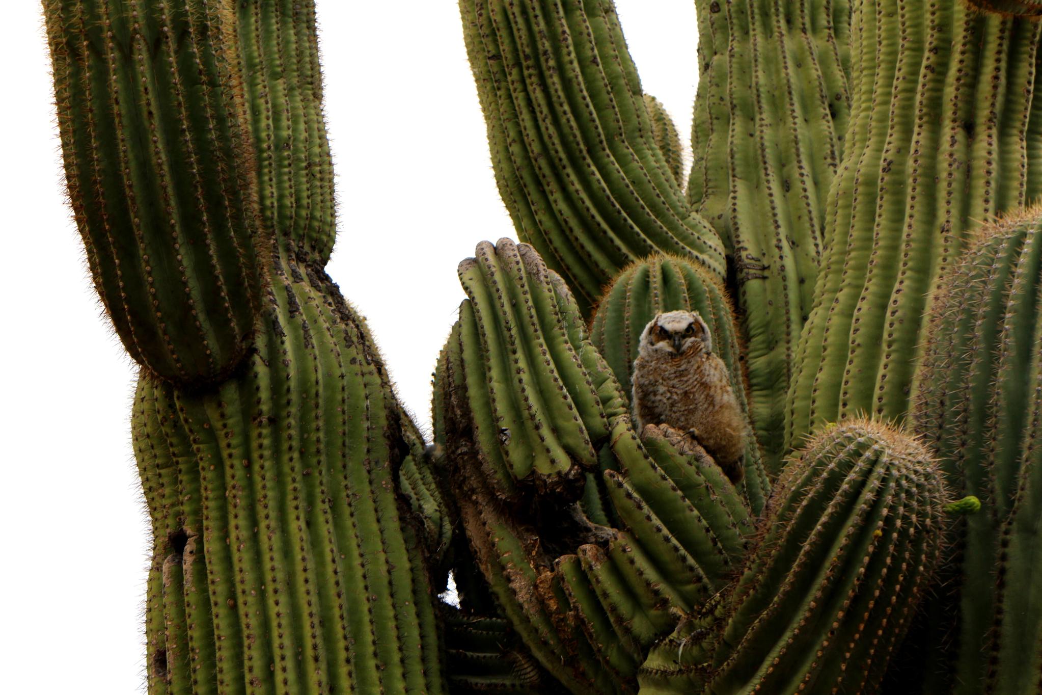 Stunning Saguaros: Ten Fascinating Facts About Saguaro Cacti – Desert ...