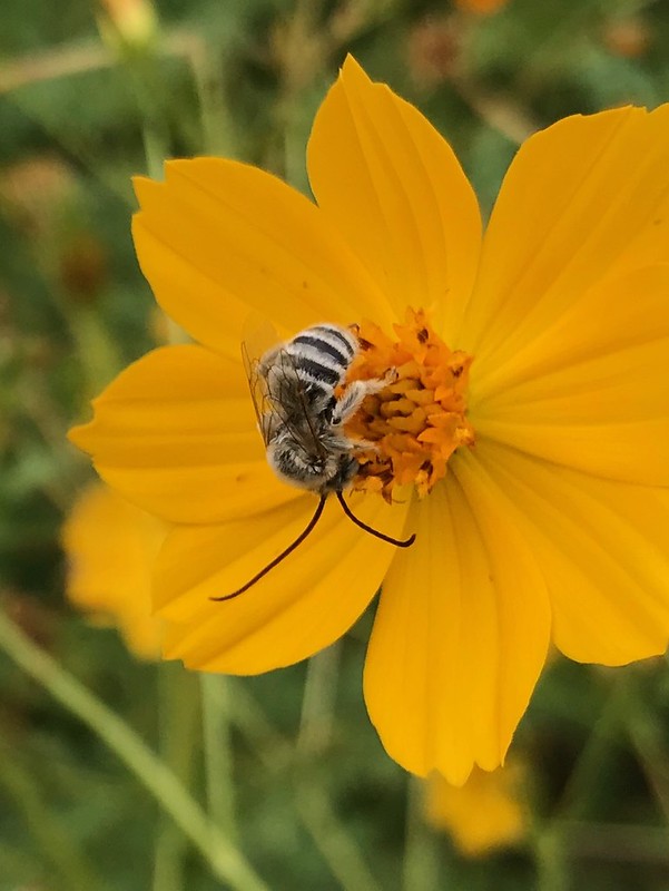 The A Bee Cs of Arizona’s Native Bees – Desert Diaries