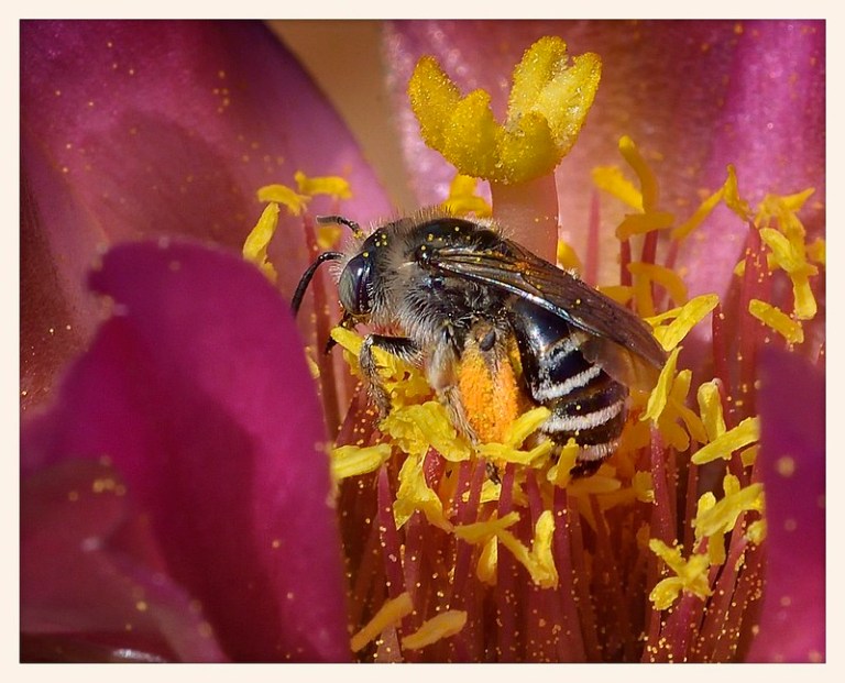 The A Bee Cs of Arizona’s Native Bees – Desert Diaries