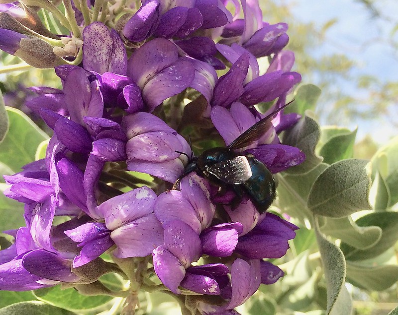 The A Bee Cs of Arizona’s Native Bees – Desert Diaries
