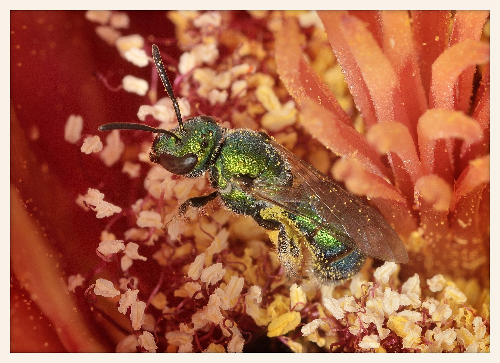 The A Bee Cs of Arizona’s Native Bees – Desert Diaries