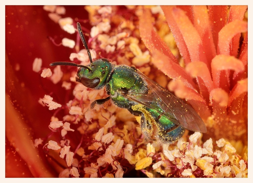 The A Bee Cs of Arizona’s Native Bees – Desert Diaries