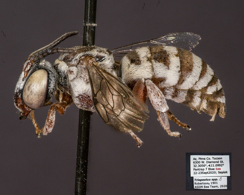 The A Bee Cs of Arizona’s Native Bees – Desert Diaries