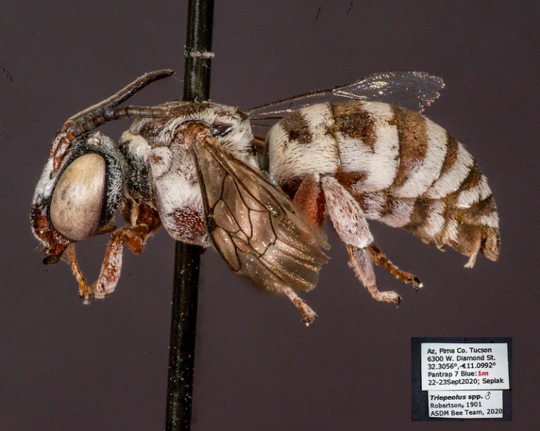 The A Bee Cs of Arizona’s Native Bees – Desert Diaries