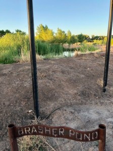 Beautiful Shiner Released into Wildlife Refuge – Desert Diaries