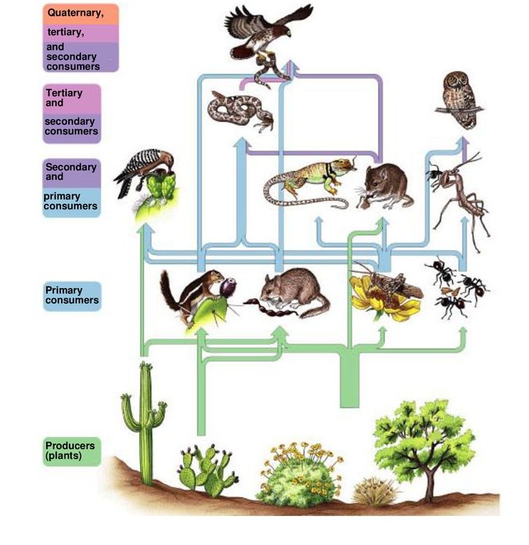 Weaving the Web of Life – Desert Diaries