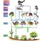 Weaving the Web of Life – Desert Diaries