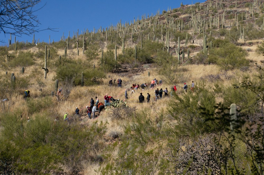 Save a Saguaro! Tucson Community Fights Buffelgrass – Desert Diaries