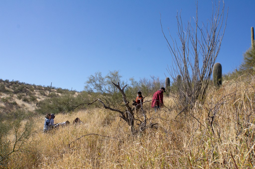 Save a Saguaro! Tucson Community Fights Buffelgrass – Desert Diaries