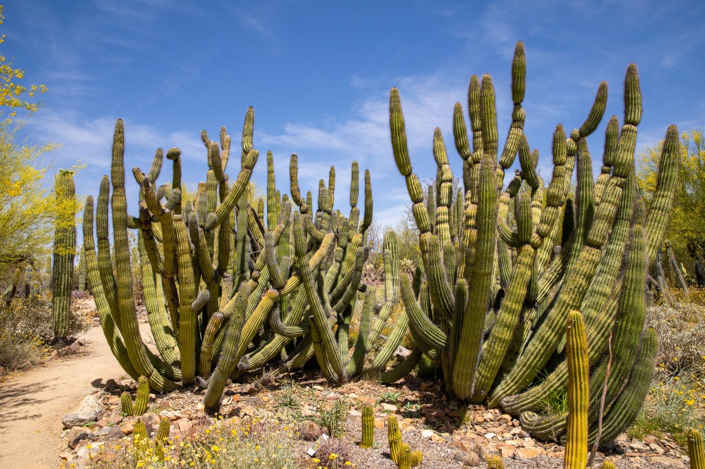 Charismatic Cacti Giants – Desert Diaries