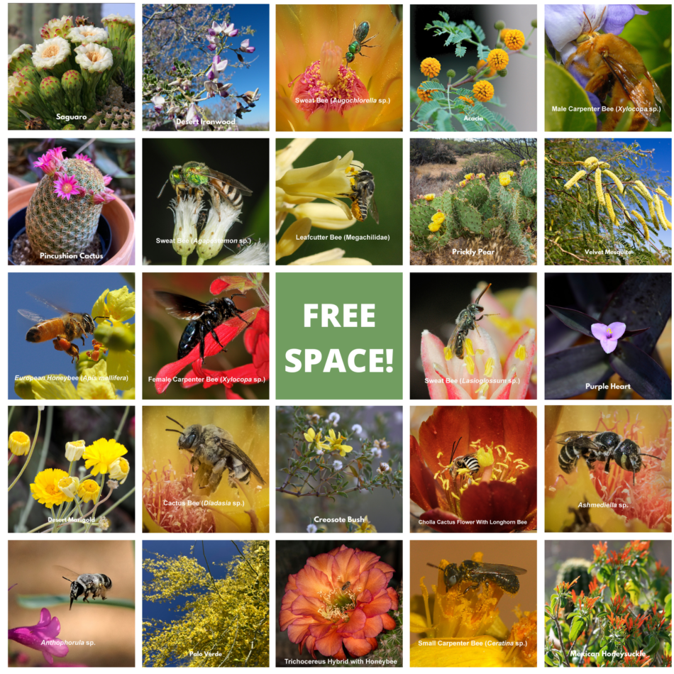 It’s World Bee Day. Time for Bee Bingo! – Desert Diaries