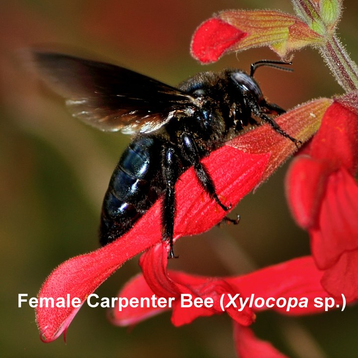 It’s World Bee Day. Time for Bee Bingo! – Desert Diaries