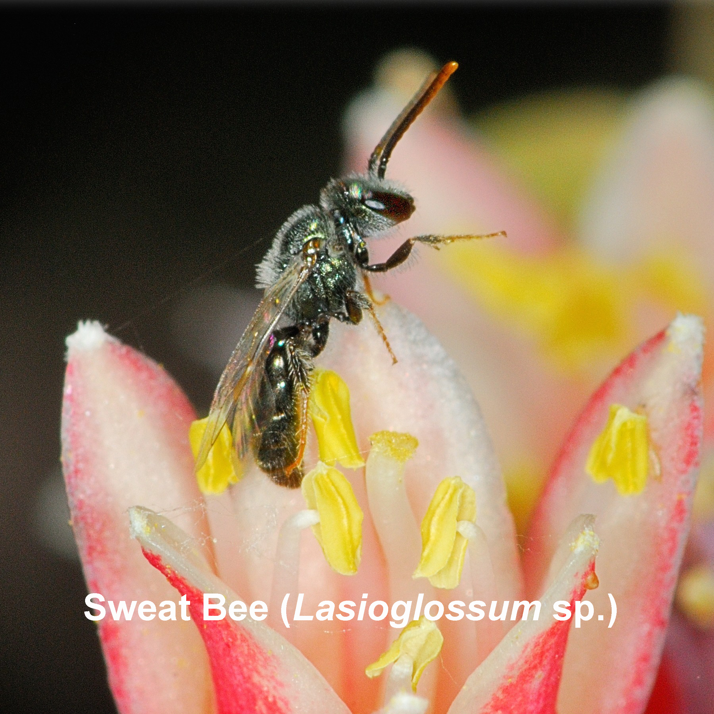 It’s World Bee Day. Time for Bee Bingo! – Desert Diaries