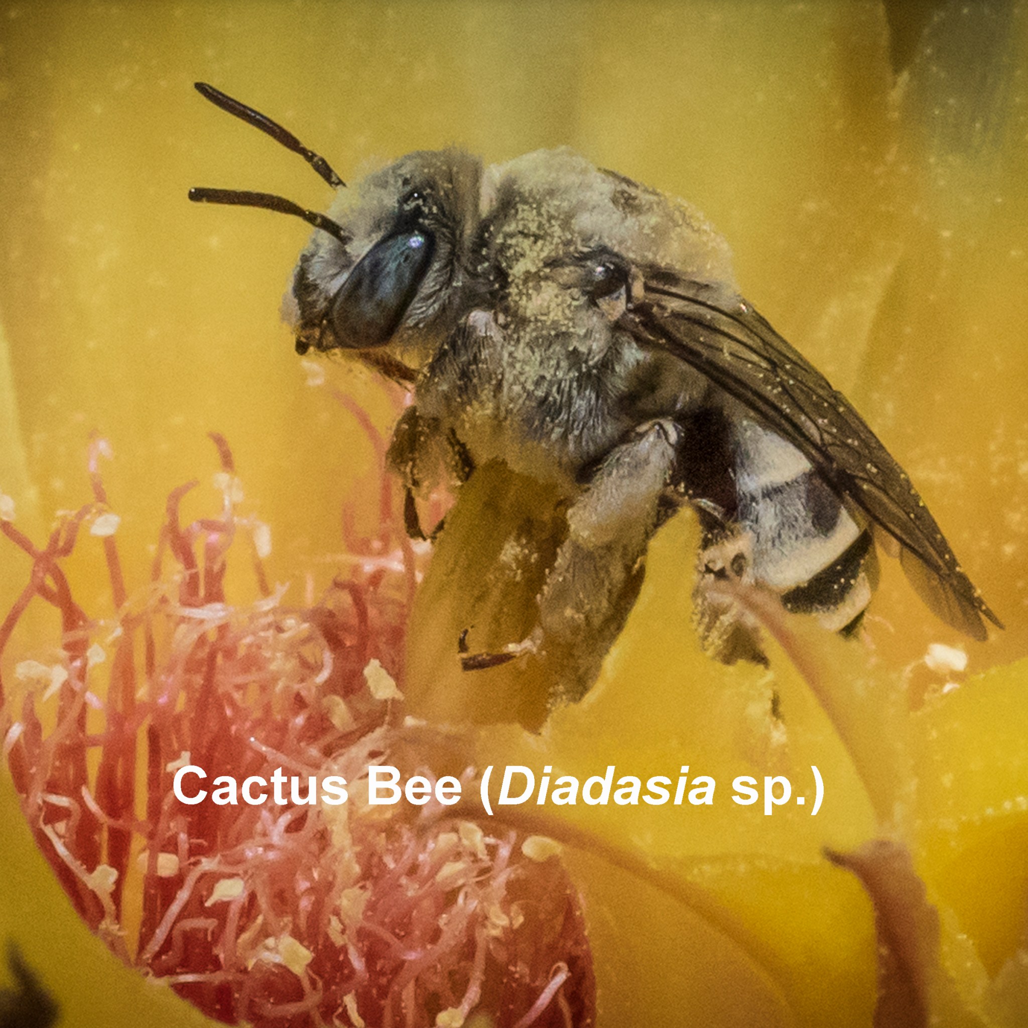 The Pollinator Party – Desert Diaries