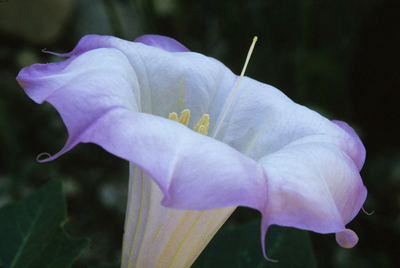 The Pollinator Party – Desert Diaries