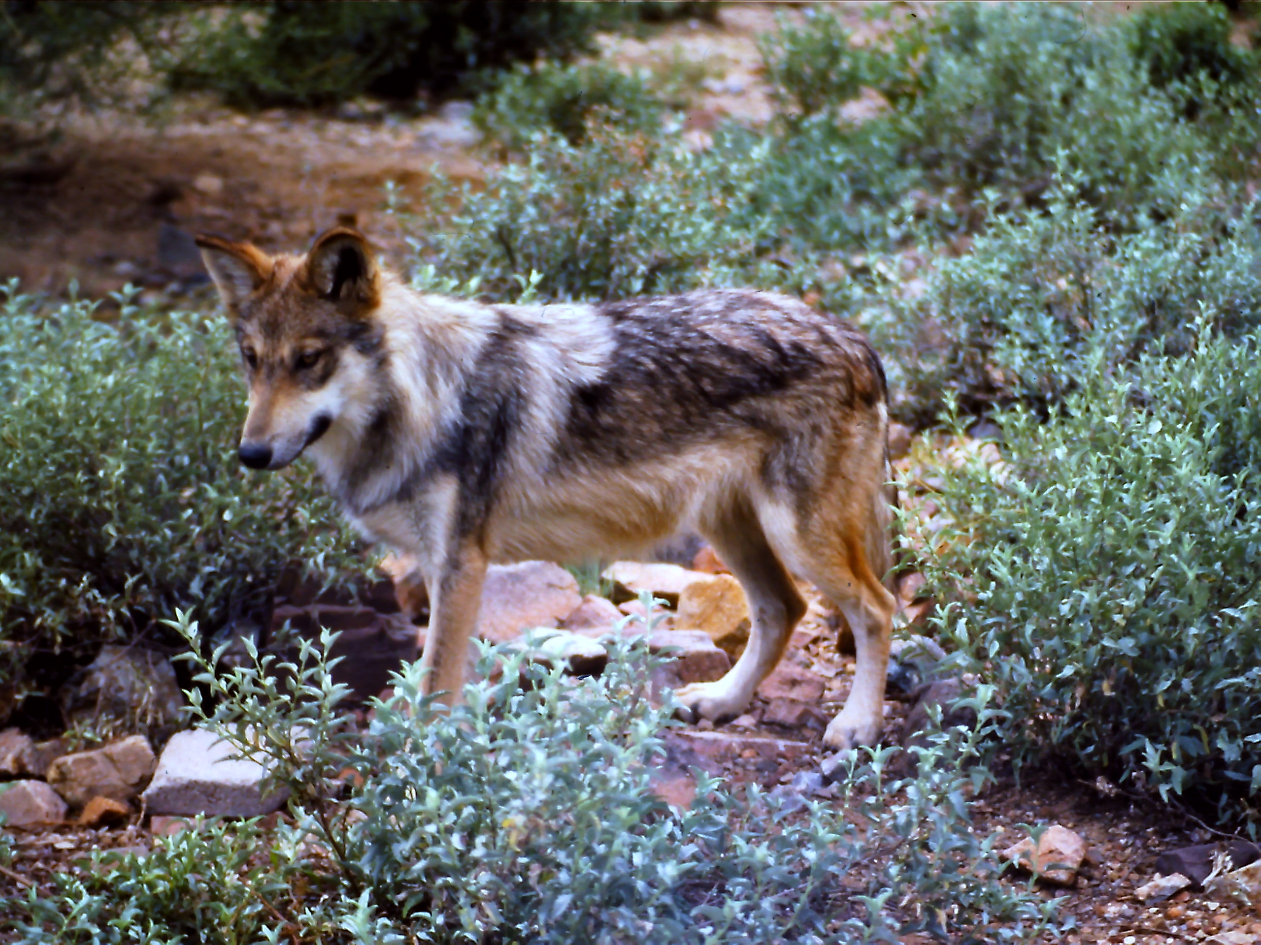 Mexican Gray Wolf Recovery: A Binational Effort – Desert Diaries