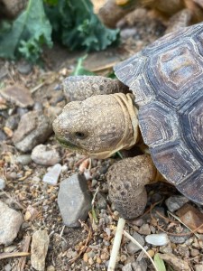 Building Your Desert Tortoise Garden – Desert Diaries
