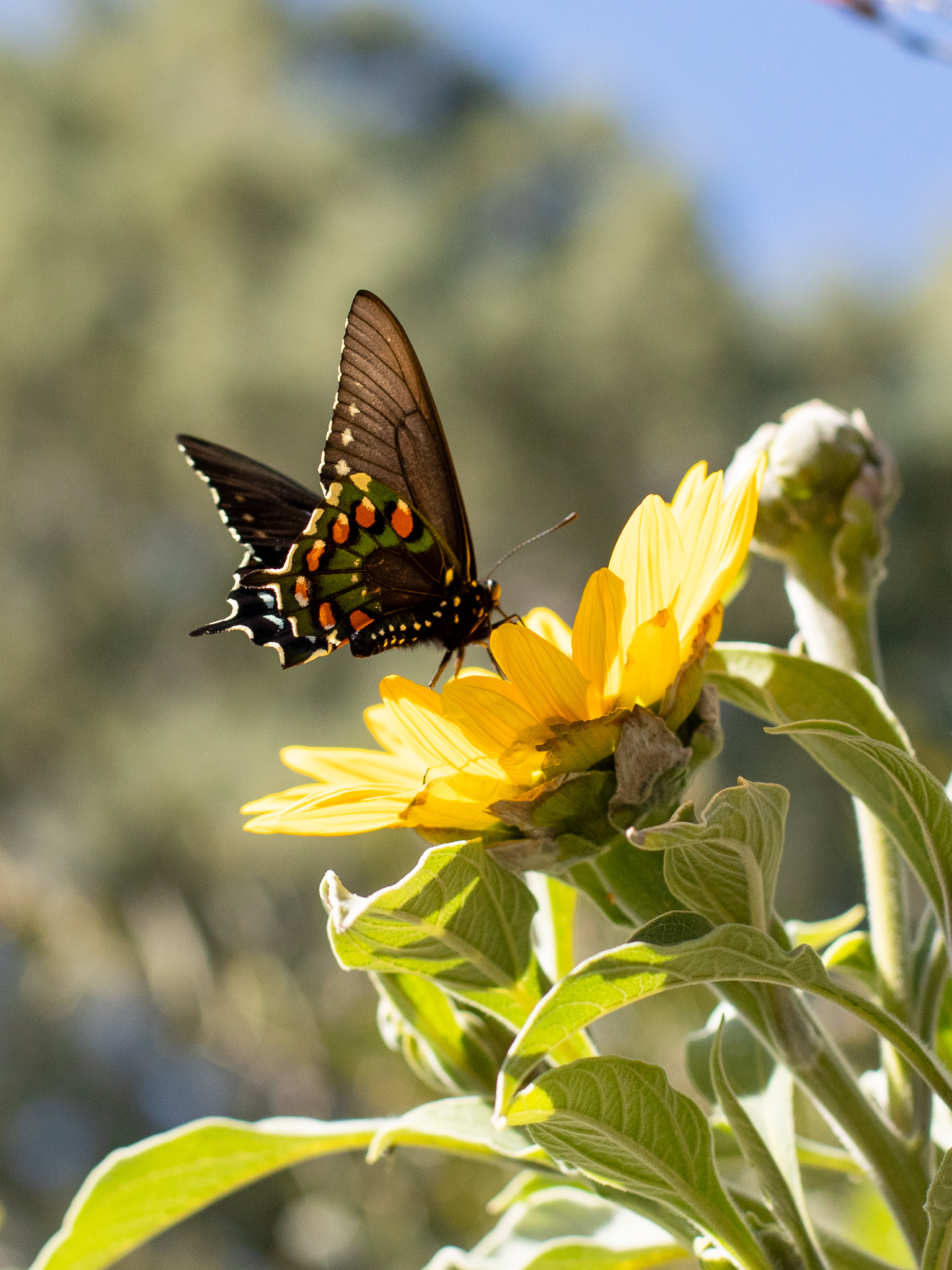 Cultivate Backyard Biodiversity – Desert Diaries