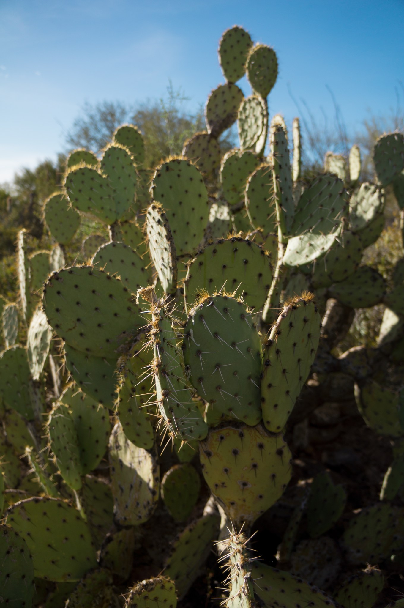 Building Your Desert Tortoise Garden – Desert Diaries