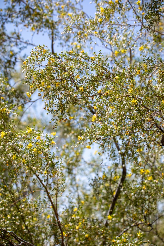 Endure, Evade, or Evacuate – Desert Diaries