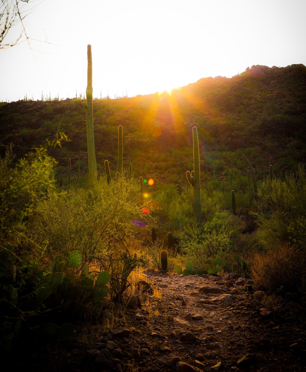 Endure, Evade, or Evacuate – Desert Diaries