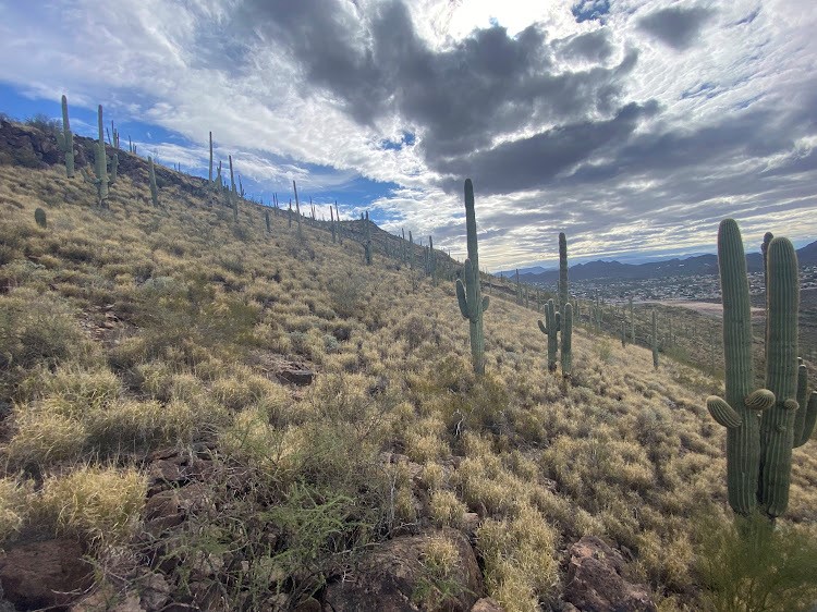 Mapping Tumamoc Hill – Desert Diaries