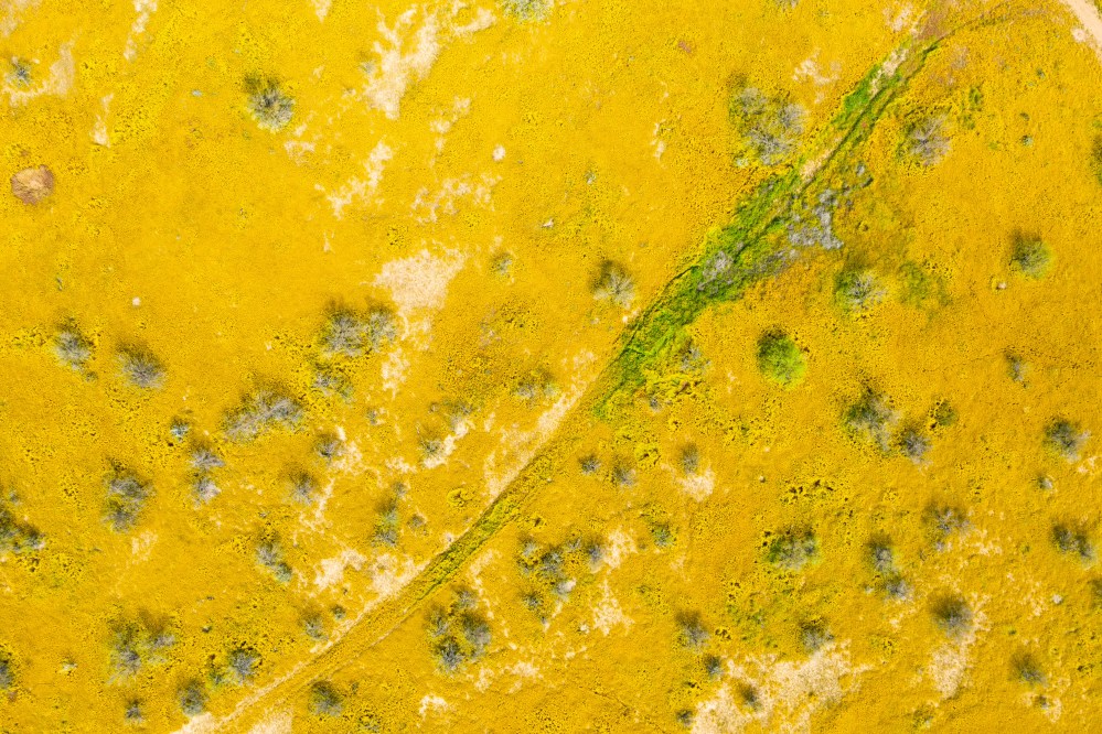 Practical Tips for Preventing the Spread of Invasive Species – Desert ...