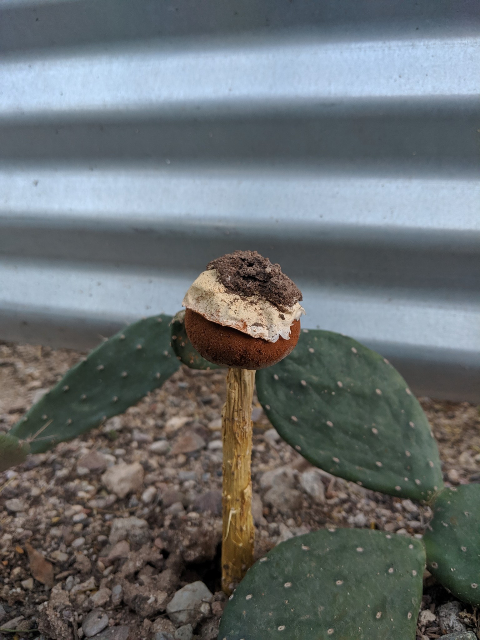 Mushrooms of the Tucson Basin – Desert Diaries
