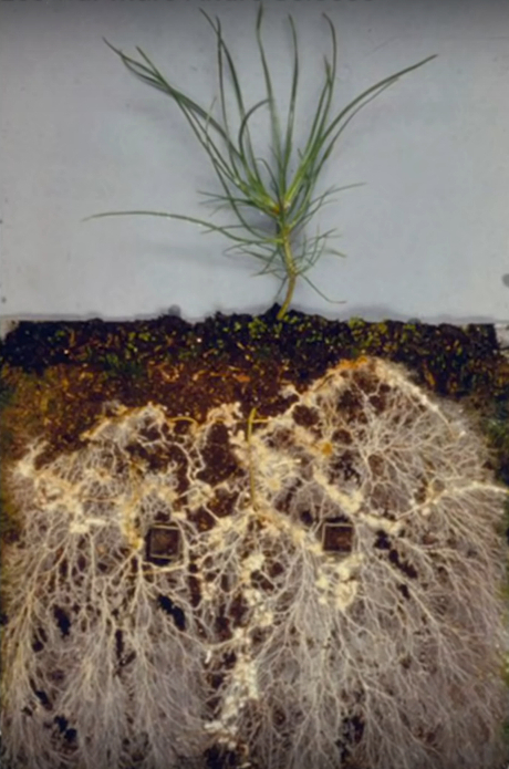 Desert Mycorrhizae: A Plantiful Partnership – Desert Diaries