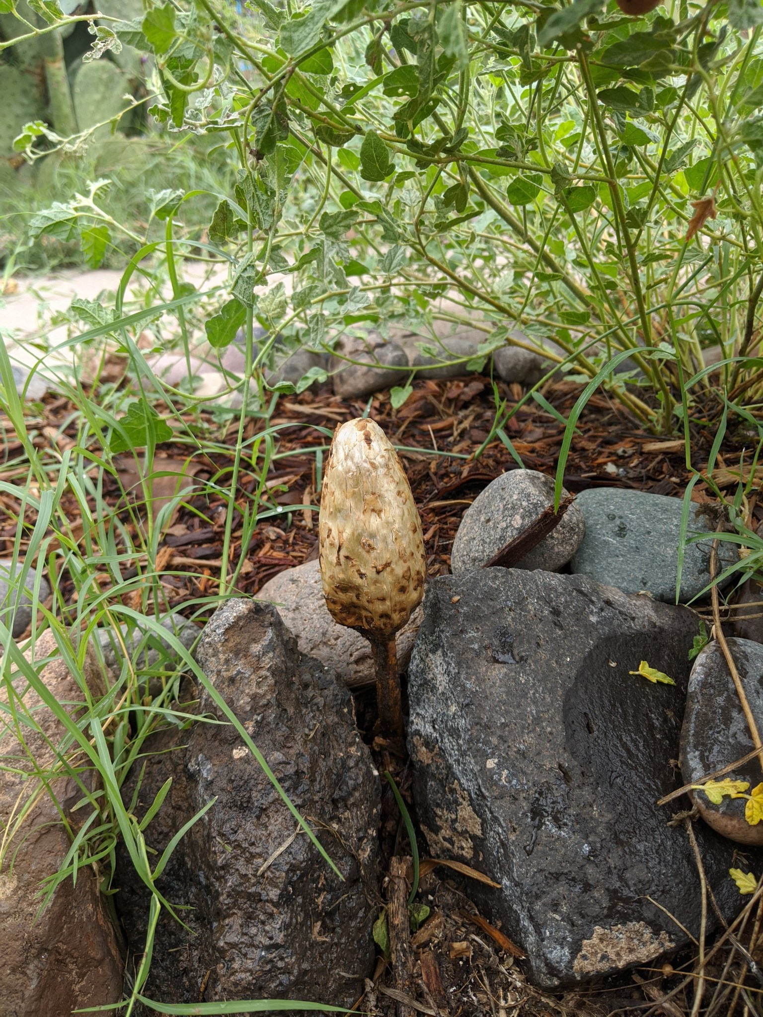Mushrooms of the Tucson Basin – Desert Diaries